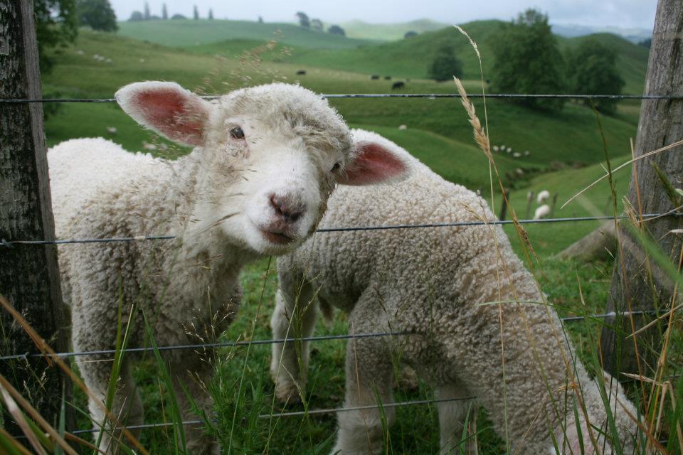 Welcome to Dallas Willard